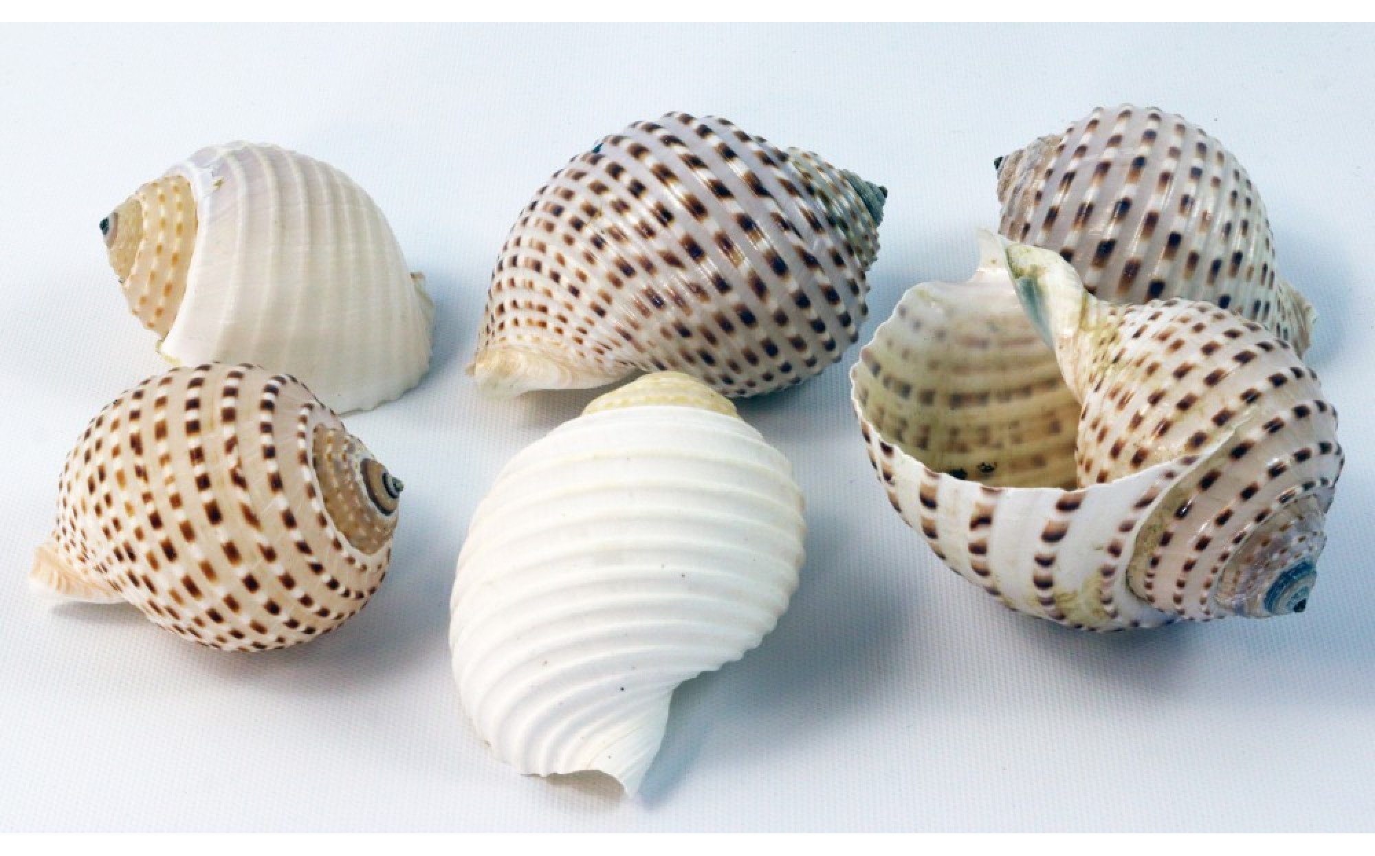 Large Shells (Set of 6) – Sand Tray Therapy